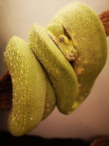 Naturareptiles - Accueil