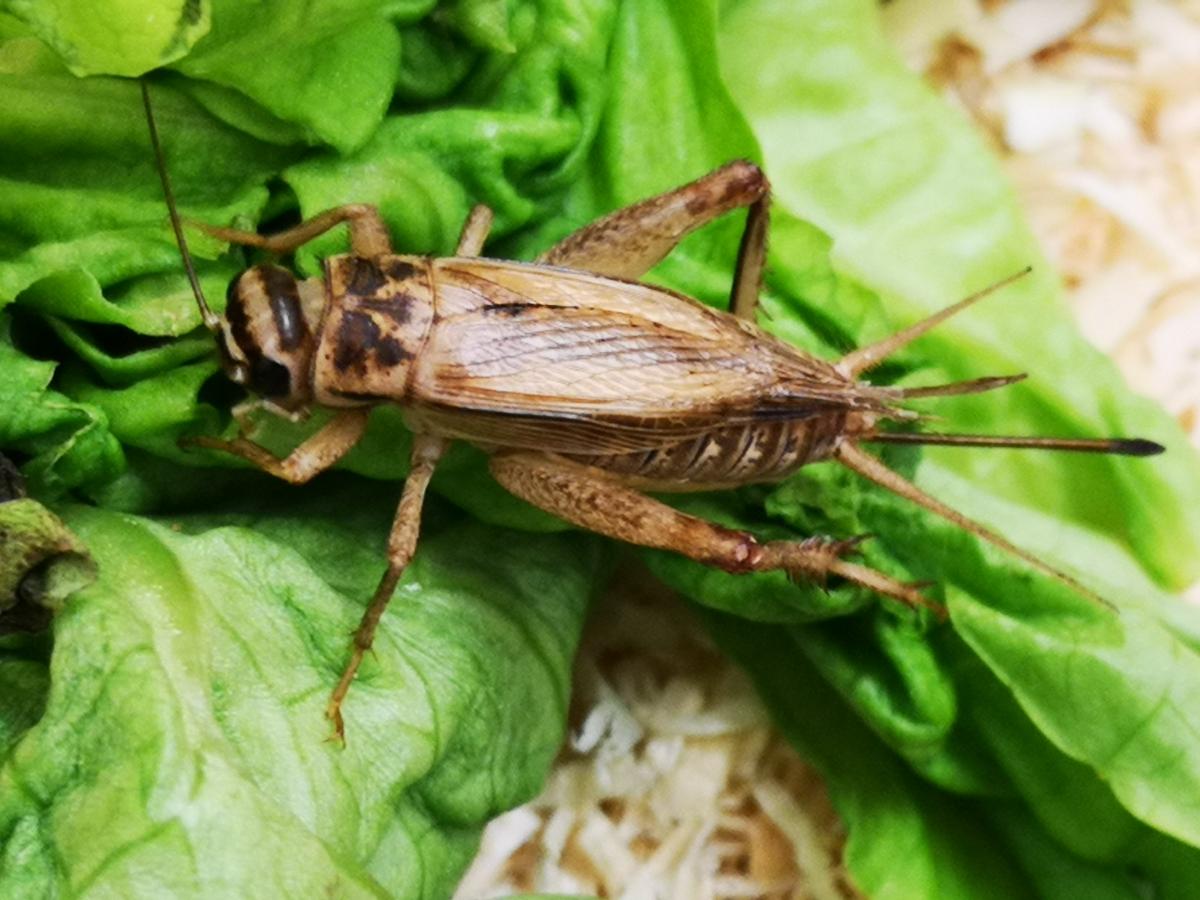 naturadogandcat - Produit